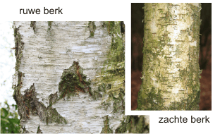 verschillen